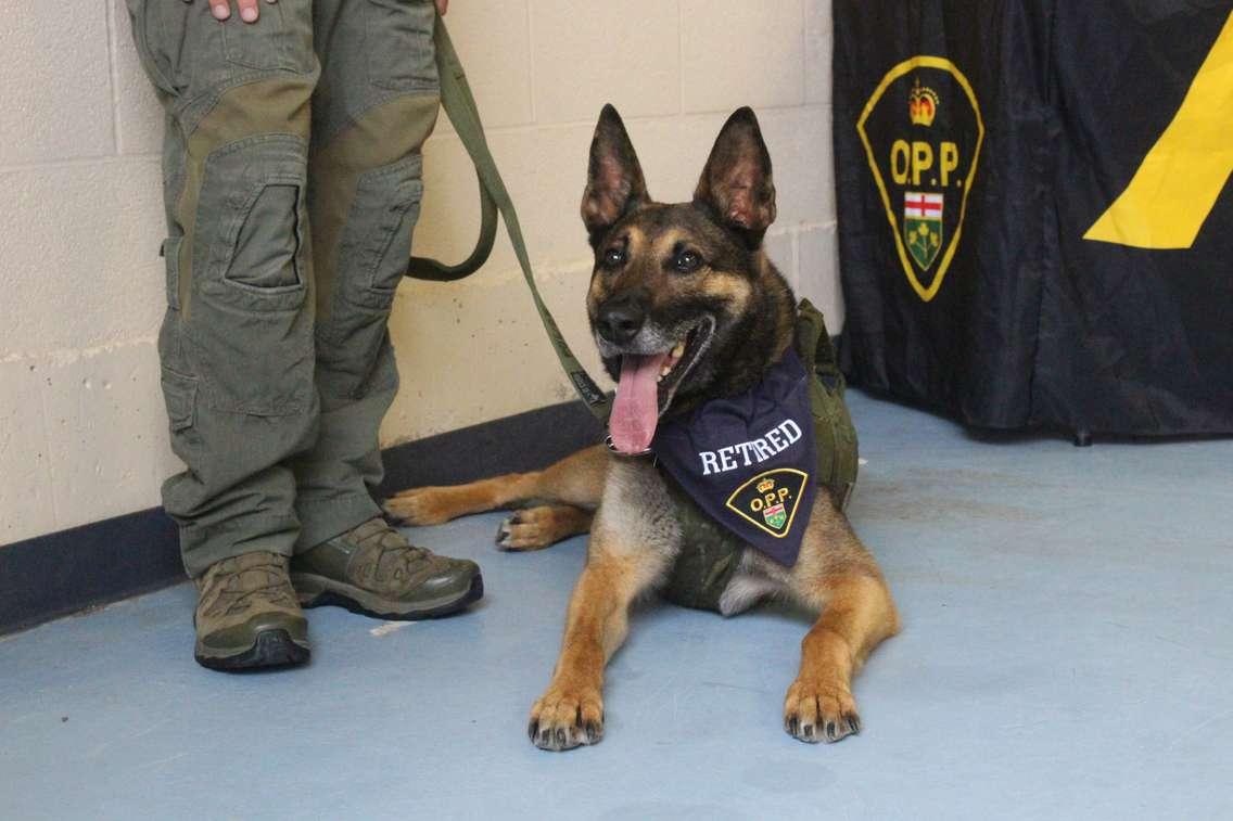 OPP K9 Maximus retiring to life of luxury