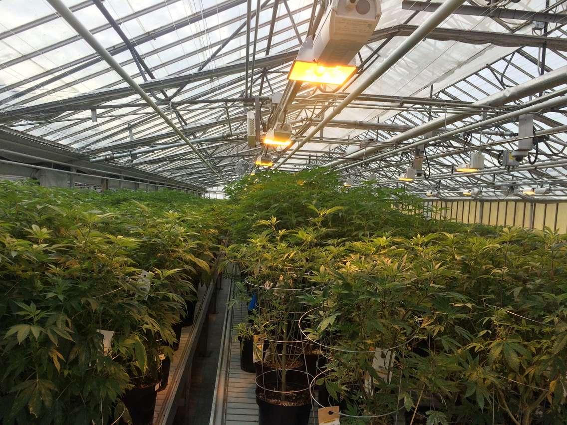 Aphria shareholders approve merger with Tilray